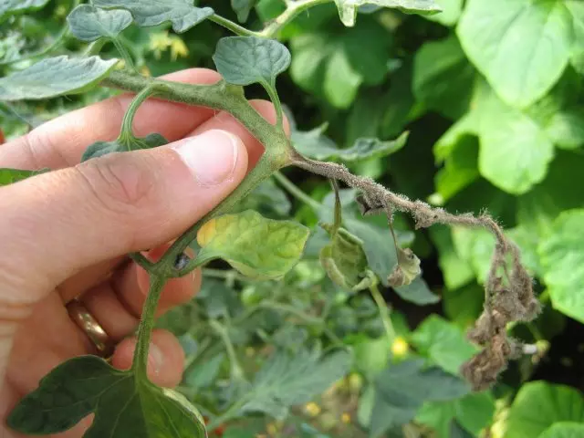 Rot gris Tomatov.