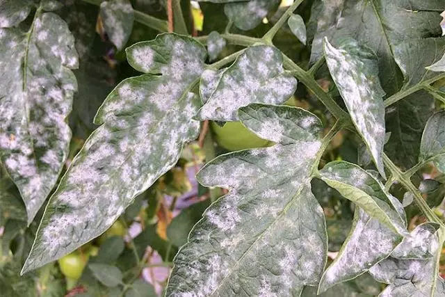 Puffy Dew Tomatov.