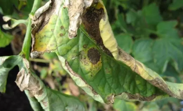 Fusariosis tomatov