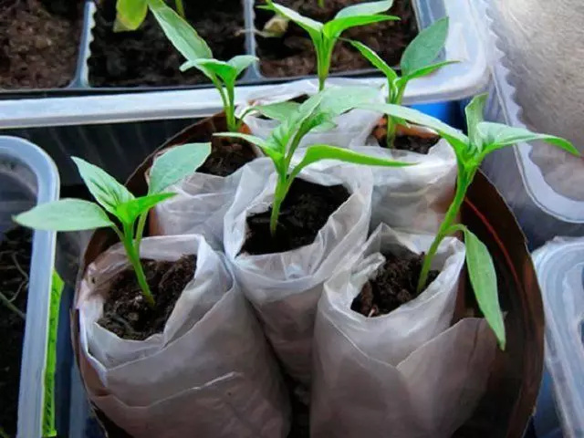 Seedlings na diaders