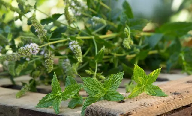 Menta piperita