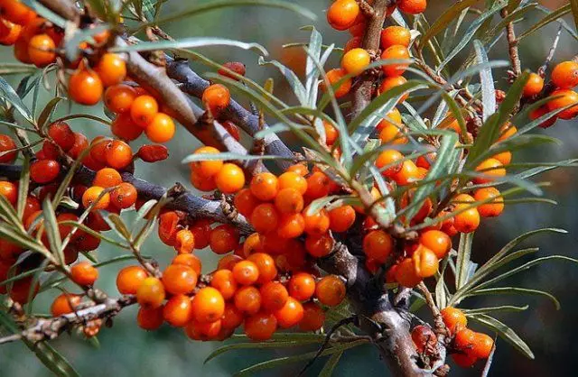 Baħar Buckthorn