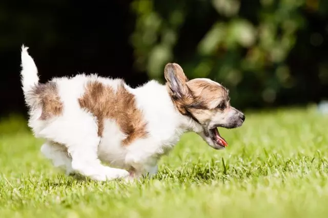 Child powder for dogs