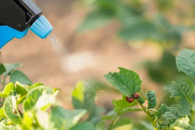 Spraying the larvae of the Colorado beetle