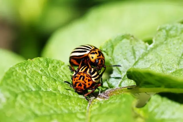 Fighting Colorado Beetles.