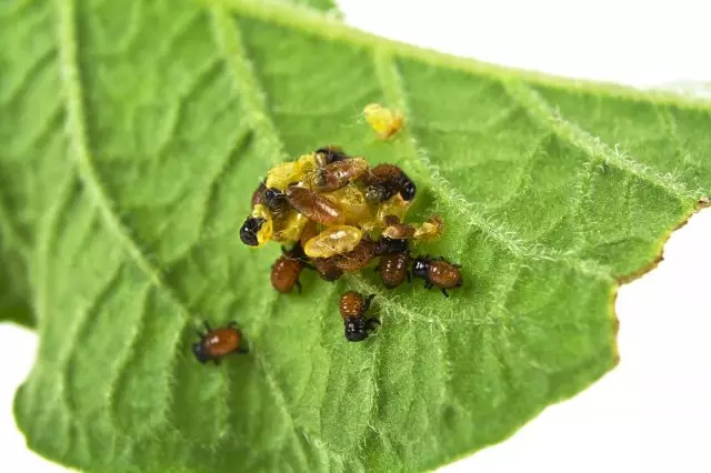 Reguladores de crecemento e desenvolvemento de insectos