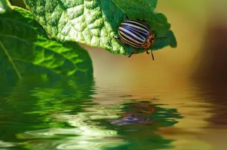 Cales son os medios do Beetle Colorado para escoller - unha revisión das drogas populares 1855_17