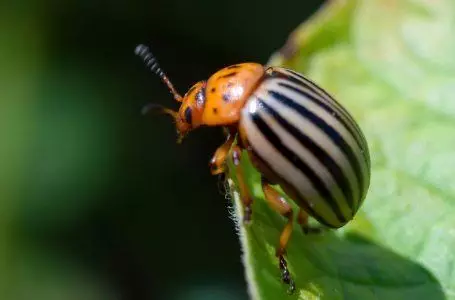 ຫມາຍຄວາມວ່າແນວໃດຈາກ Colorado Beetle ທີ່ຈະເລືອກ - ການທົບທວນຄືນຢາທີ່ໄດ້ຮັບຄວາມນິຍົມ 1855_3