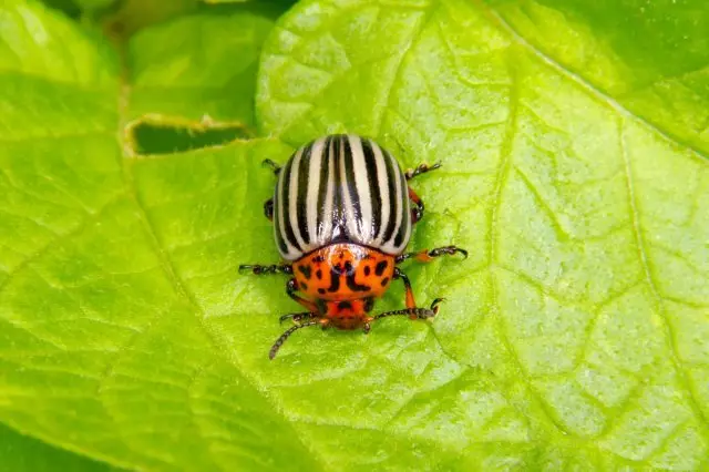 Colorado Beetle.