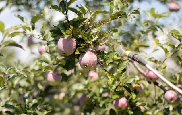 Apple de prelucrare a copacilor insecticide