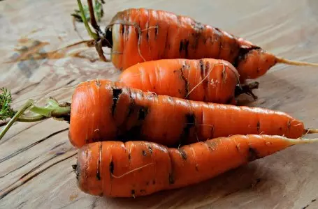 Rot - maca miang panyakit di kebon, kebon sareng rumah kaca 1859_10