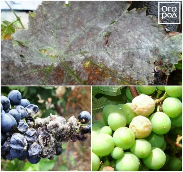 Uvas de podremia brancas