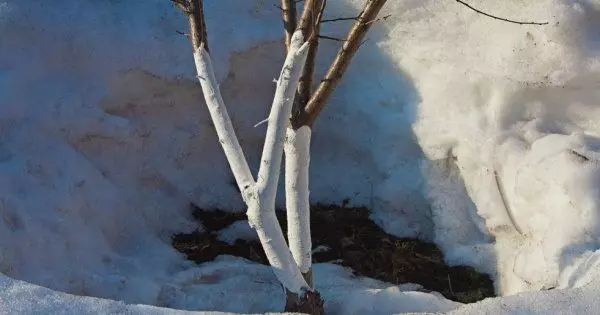 Miwe agaçlaryny sepmek we ak reňkde sepmek