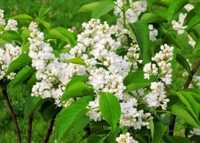 Essbare Blumen - Foto, Beschreibung, Wachstum