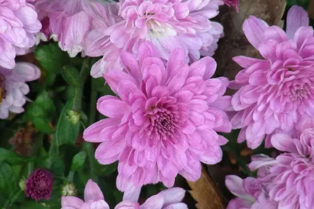 Essbare Blumen - Foto, Beschreibung, Wachstum