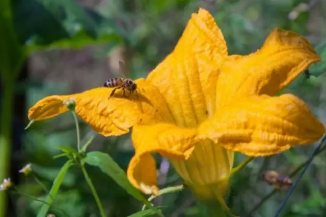 Essbare Blumen - Foto, Beschreibung, Wachstum