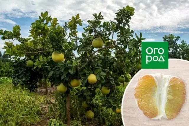 Aké citrus sa pestuje doma