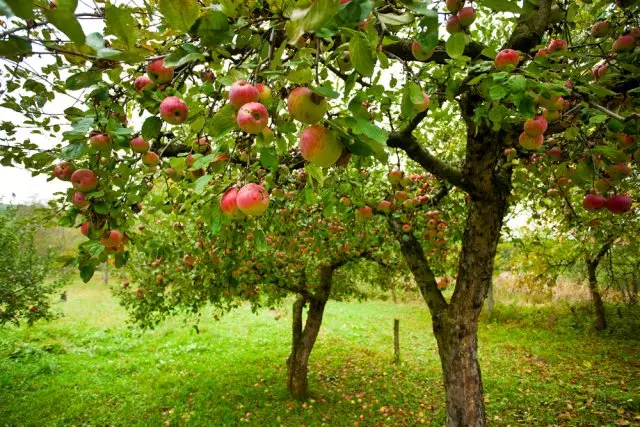 appelboomgaard