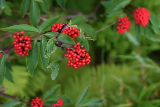 Rode viburnum