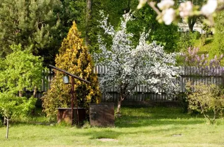 Welke bomen en struiken kunnen van het bos naar de site worden gebracht en dat niet kan 1897_9