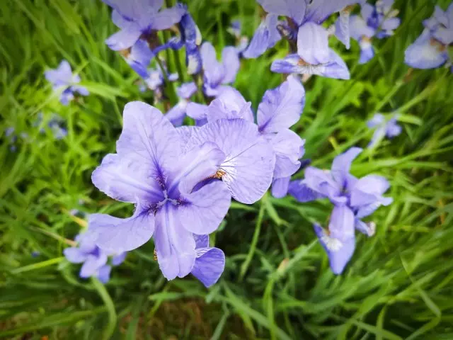 Iris siberiano