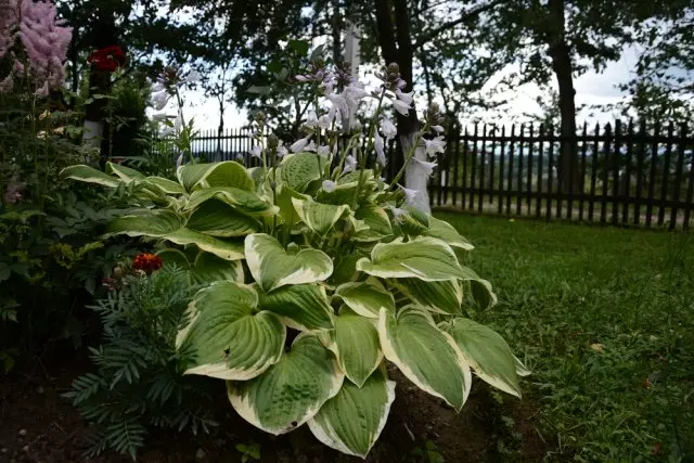 在陰暗的花園裡植物廠是什麼？