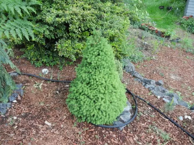 Abeto en el jardín