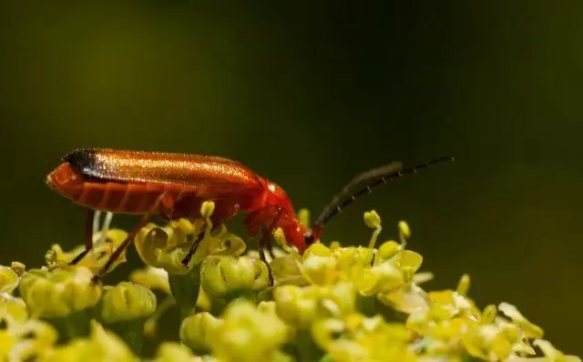 Beetle ugunsdzēsēju skujkoks