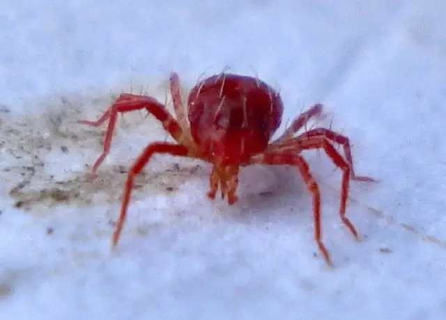 Predatory Tick Family Fytoseiidae fitosayulus