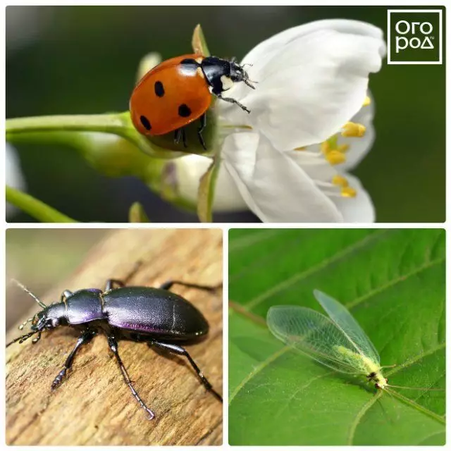 Ladybug, Grump ir Zlatovka