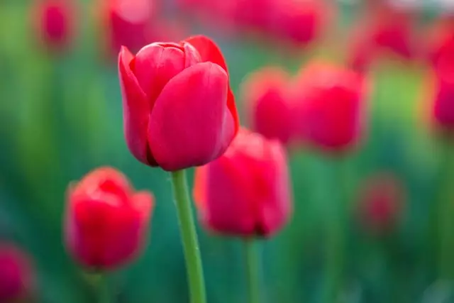 i-tulip