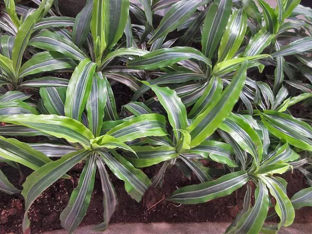 Houseplants më të shaded dhe teen-bique