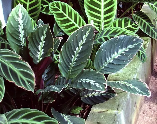 Houseplants më të shaded dhe teen-bique