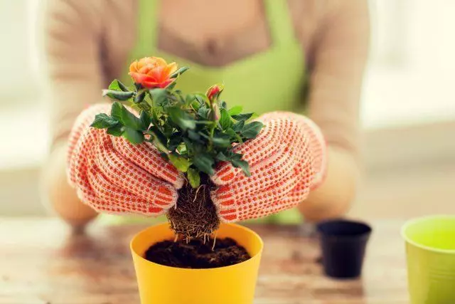 Rose Transfer in Pot