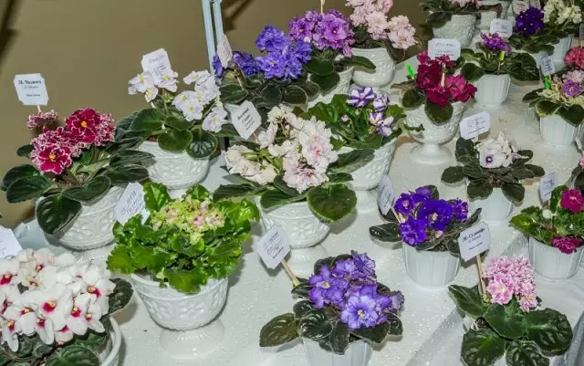 varieties of violets