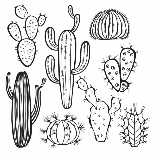 cacti pictures
