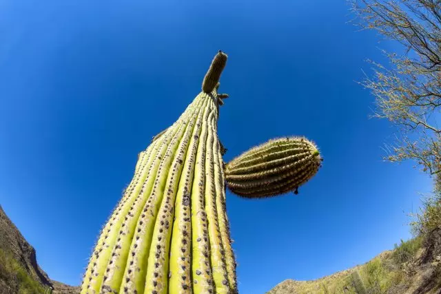 Cactus at kalangitan