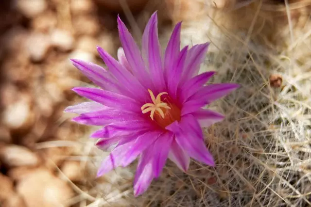 Růžová kaktus květina