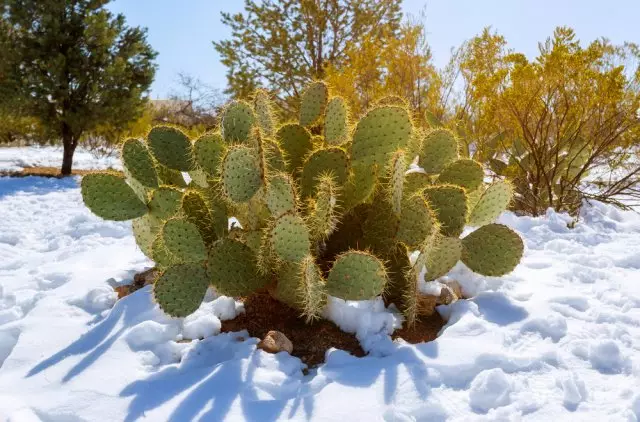 Cactus in the snow