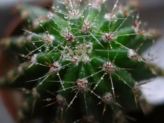 Gotas sobre cactus.
