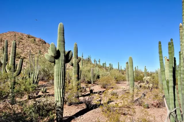Cacti v přírodě