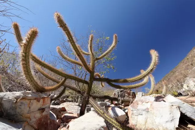 Dry cactus