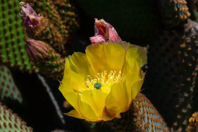 Dilaw na cactus flower.
