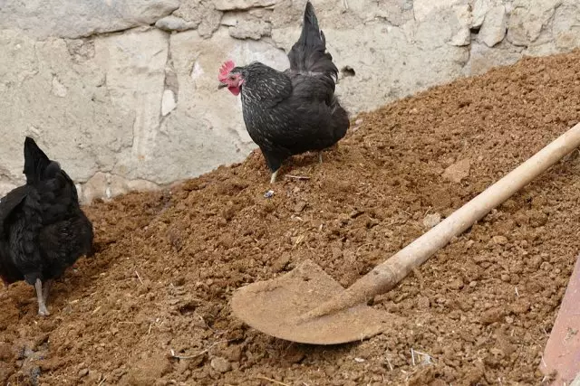 Kylling seng kompost