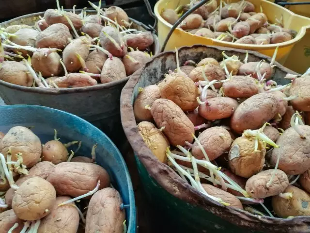 бульби картоплі