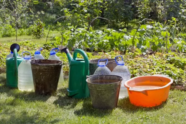 水道植物の調理器具