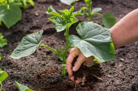 Quante volte i cetrioli innaffiati nel terreno aperto in estate per un raccolto ricco 1942_9