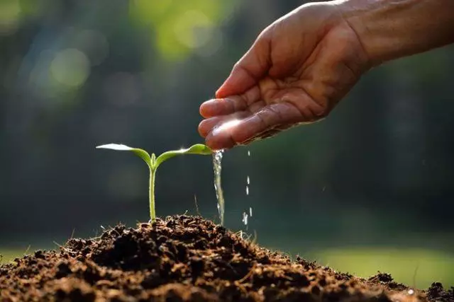 Planten water geven