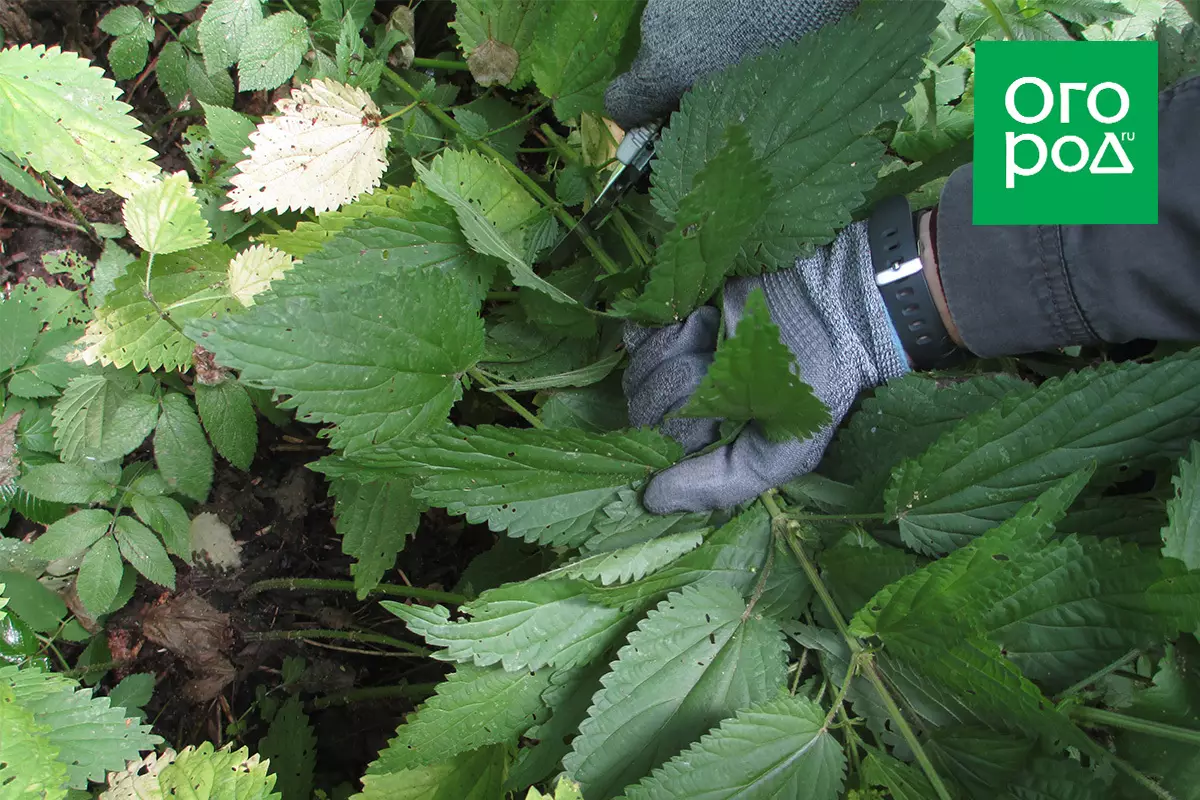 Nabbean saka Nettle - Kelas Master langkah-langkah kanthi foto lan rahasia masak