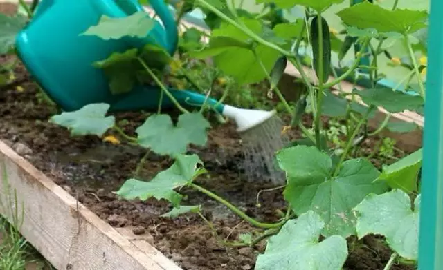 Sige-Corner Feeding sa mga pepino - ang labing kaayo nga mga resipe